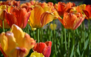 Multi-Day Tours - Trans-Bridge Tours